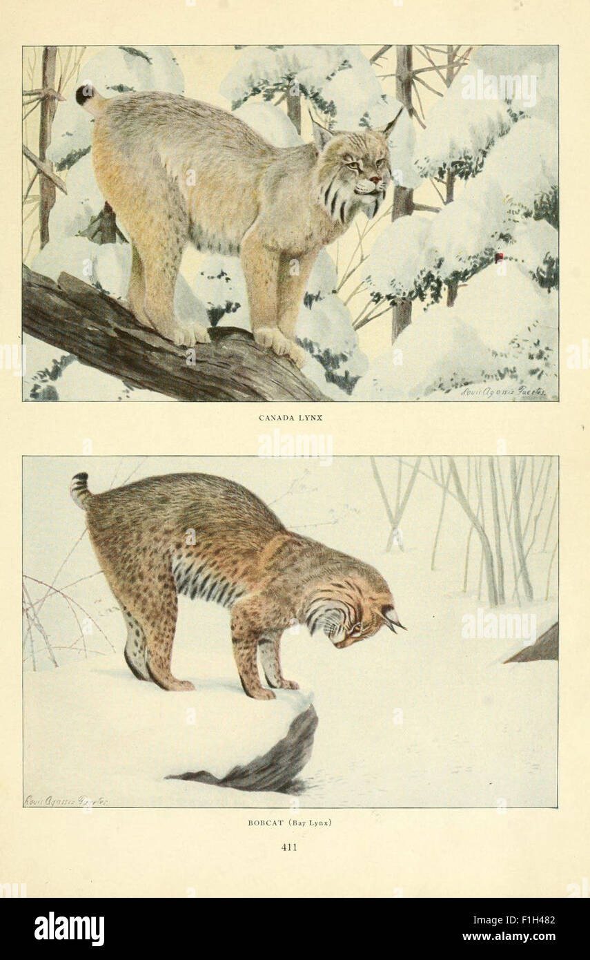 'Wild Animals of North America' offers intimate studies of various ...