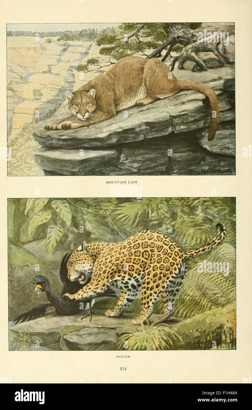 An illustration from 'Wild Animals of North America,' offering intimate ...