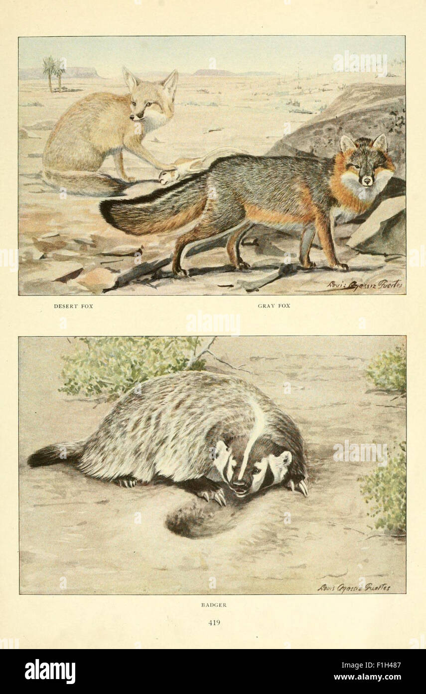 A detailed study of the mammals native to North America, this page from ...