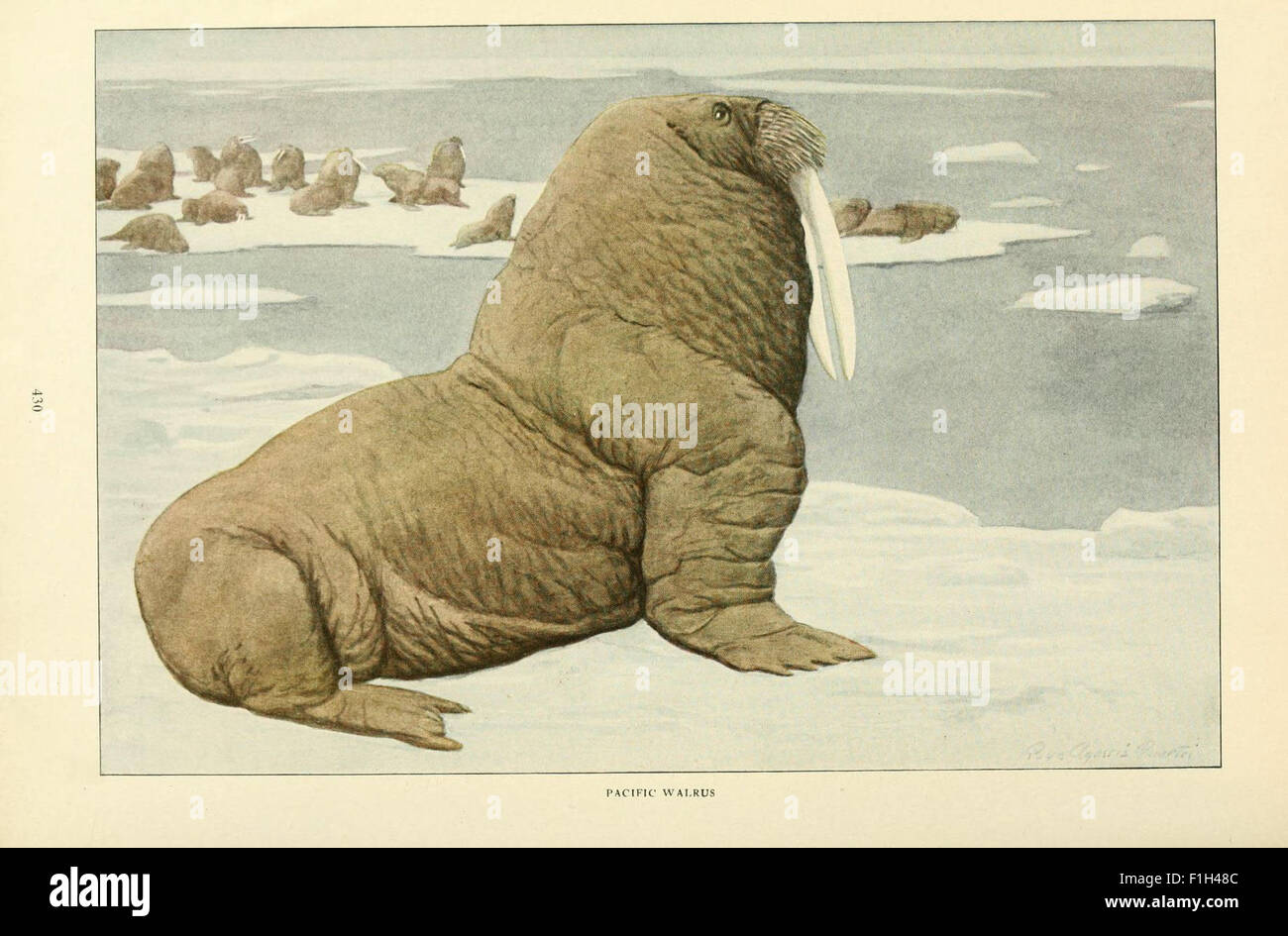 *Wild Animals of North America* offers intimate studies of both large ...