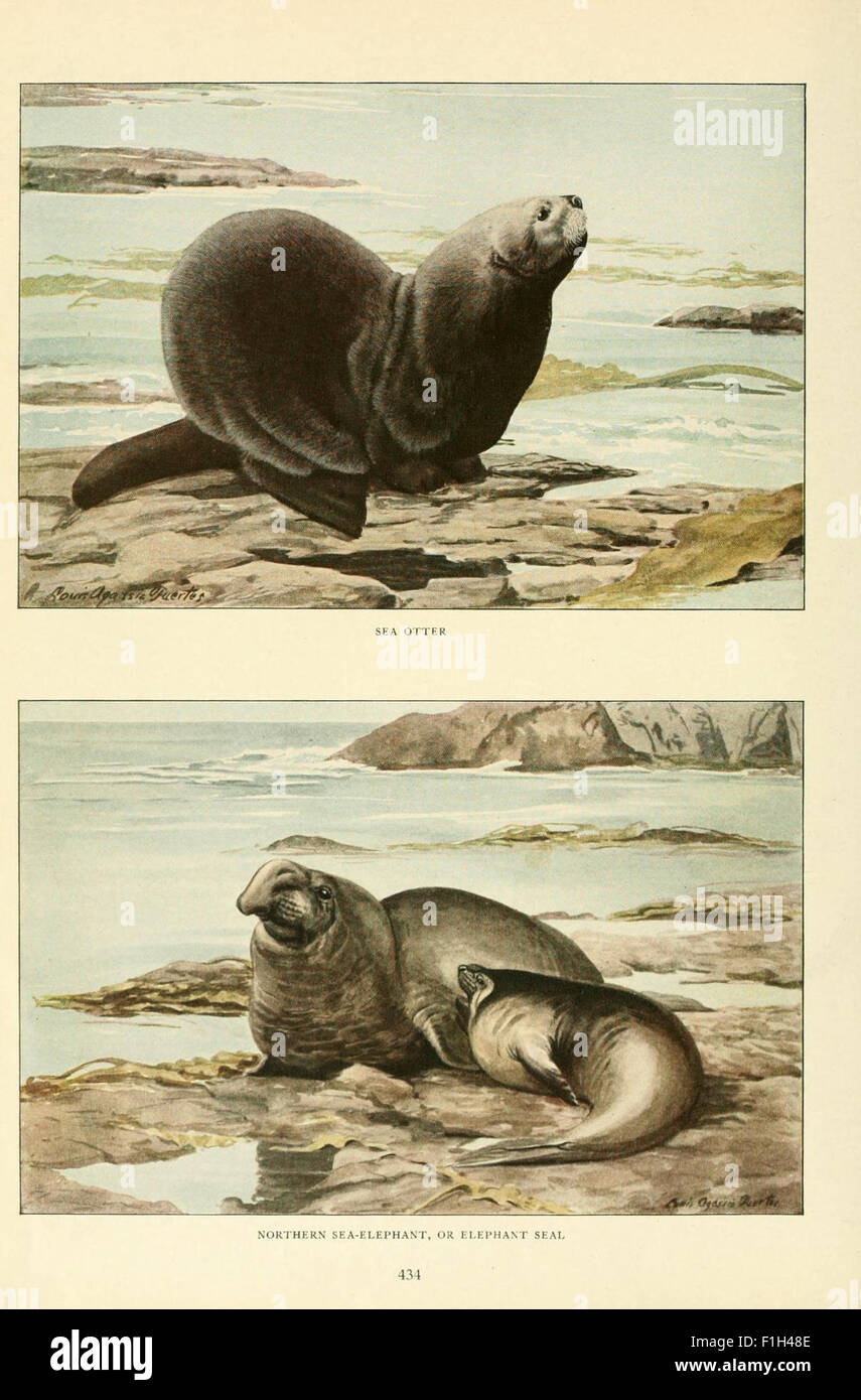 'Wild Animals of North America' offers intimate studies of both large ...
