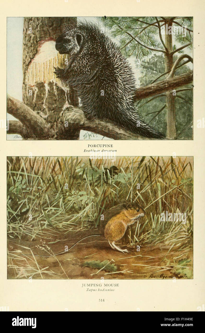 'Wild Animals of North America' provides detailed studies of mammals in ...