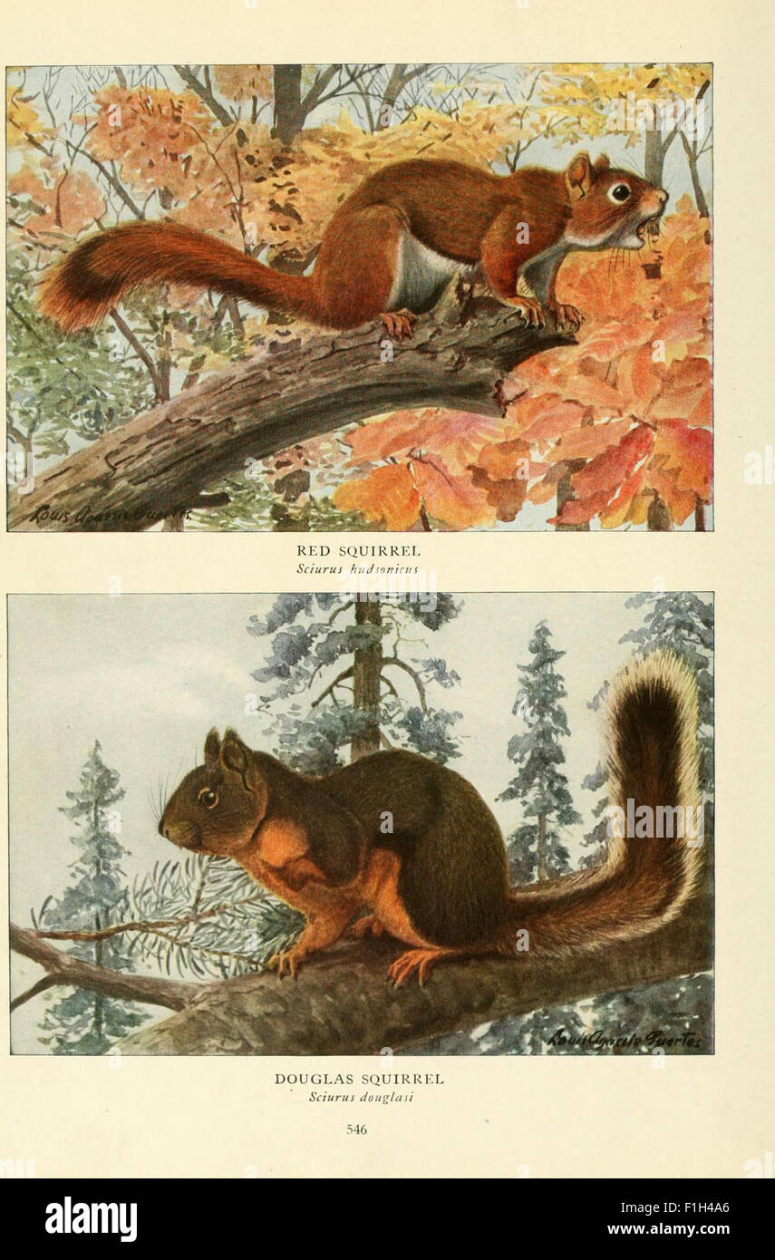*Wild Animals of North America* offers intimate studies of mammals ...