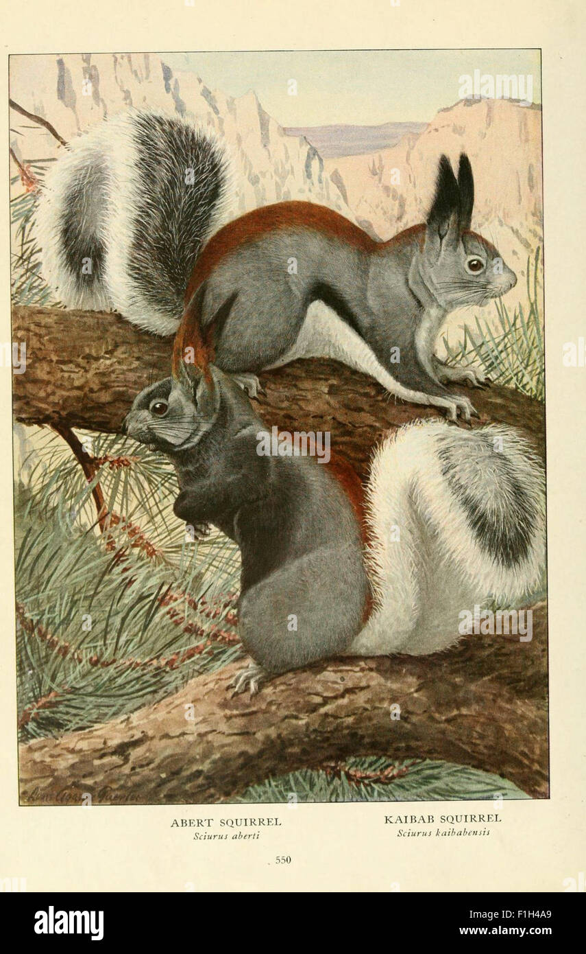 A vintage study of wild mammals in North America, featuring detailed ...