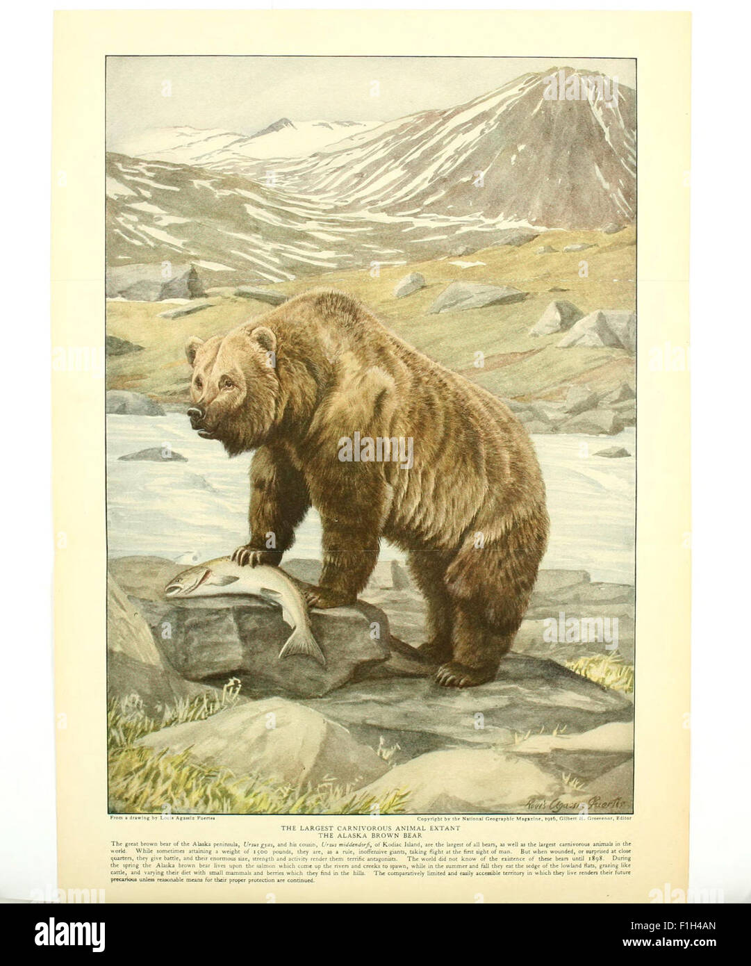 This work offers detailed studies on North American mammals, covering ...