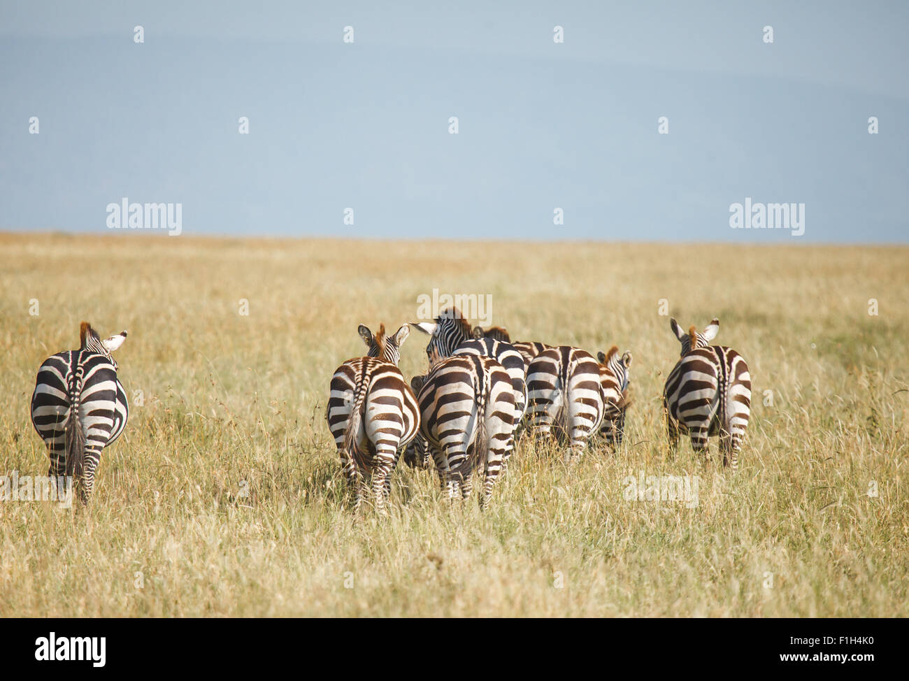 The migration of wild animals Stock Photo - Alamy
