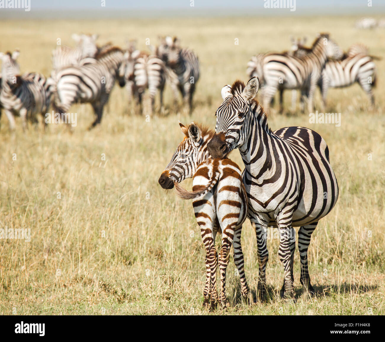 The migration of wild animals Stock Photo - Alamy