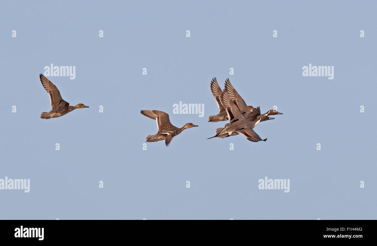 Pintail in flight Stock Photo - Alamy