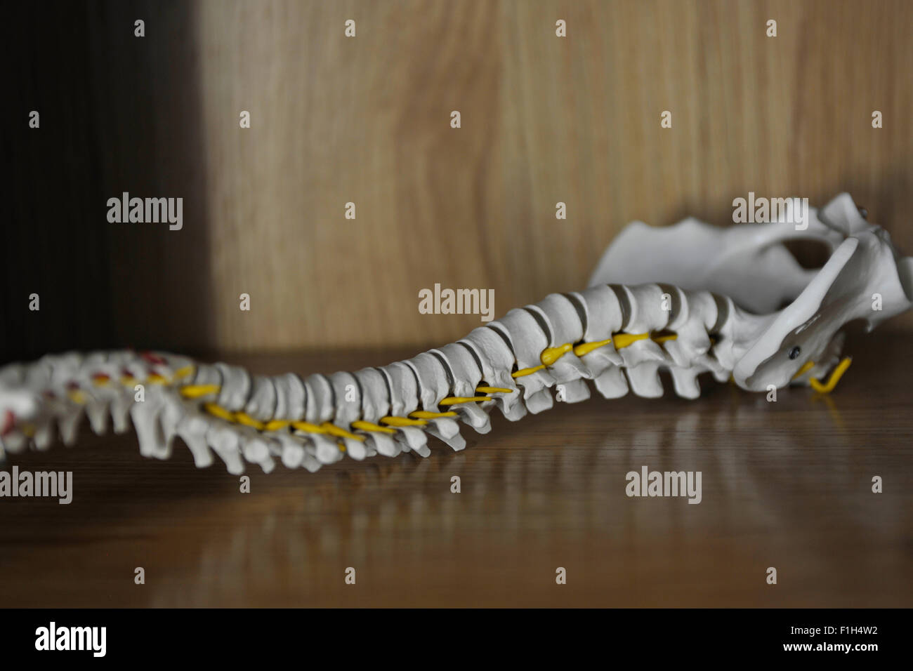 spinal column model Stock Photo - Alamy