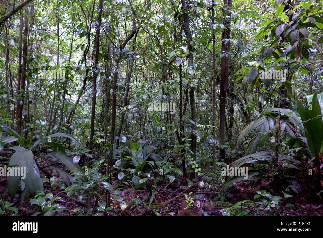 Costa Rica, Central America, view of Braulio Carrillo National Park ...