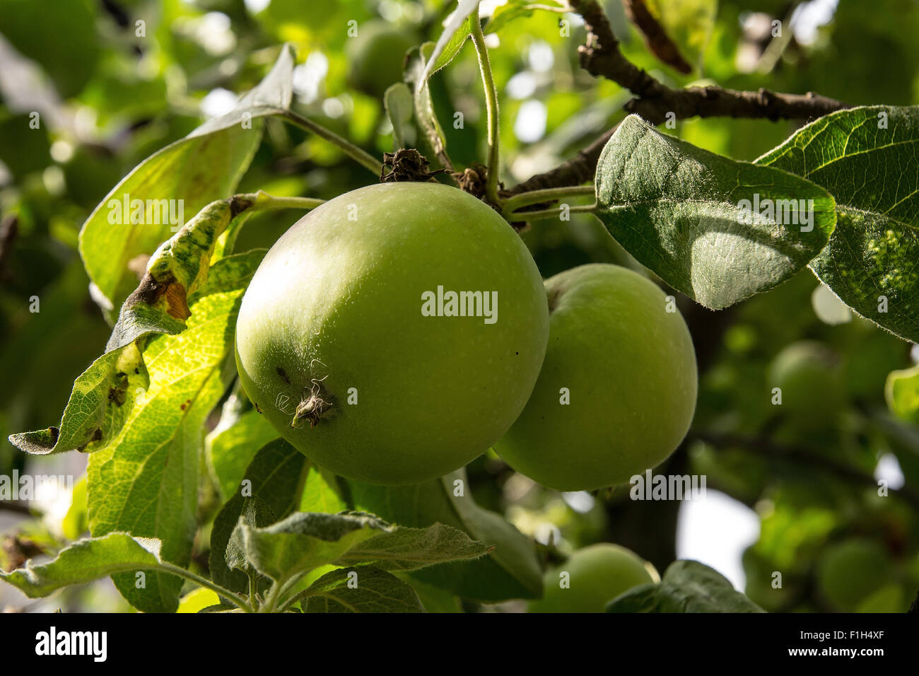 Apples on the tree Stock Photo - Alamy