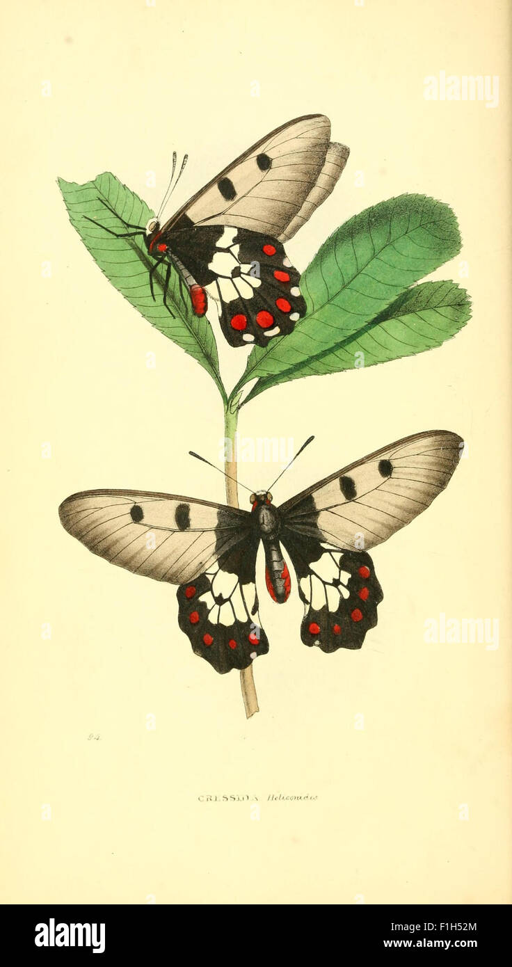 A zoological work featuring original figures and descriptions of new ...