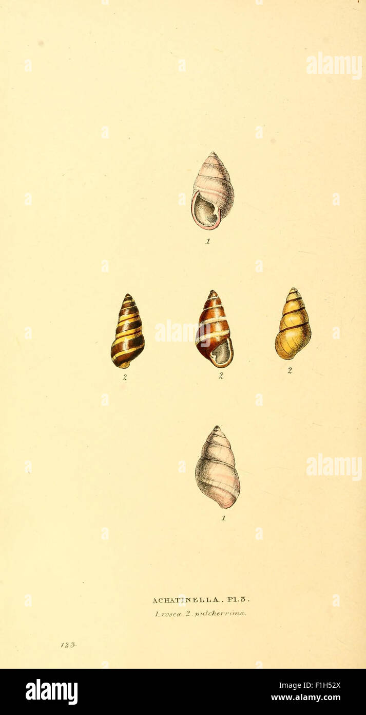 This zoological work presents illustrations and descriptions of new ...