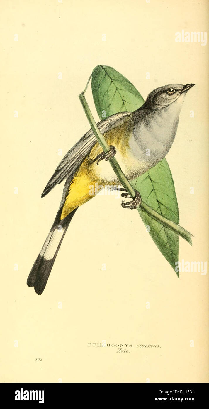 This work presents original illustrations and descriptions of rare and ...