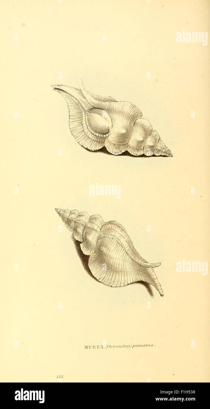 Zoological Illustrations features original depictions of rare and ...