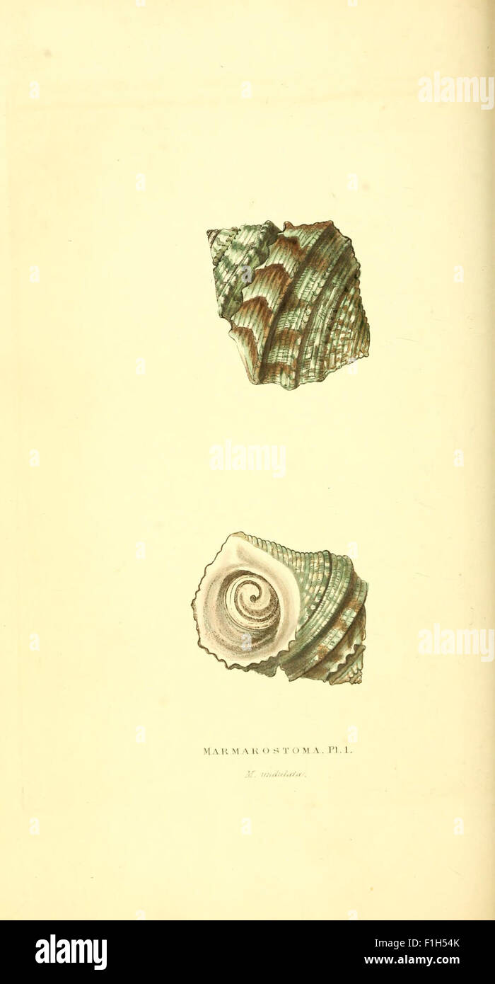 This 'Zoological Illustrations' work features detailed depictions of ...