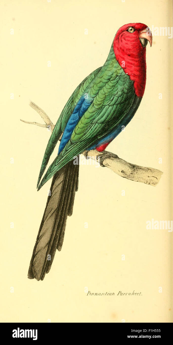 'Zoological Illustrations' presents original figures and descriptions ...