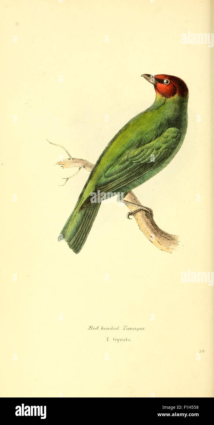 This zoological illustration from the 19th century highlights rare and ...
