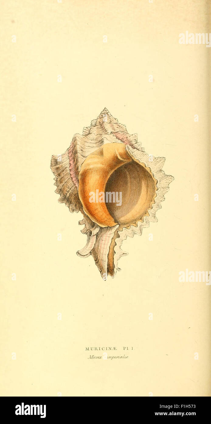 *Zoological Illustrations* features original depictions and ...