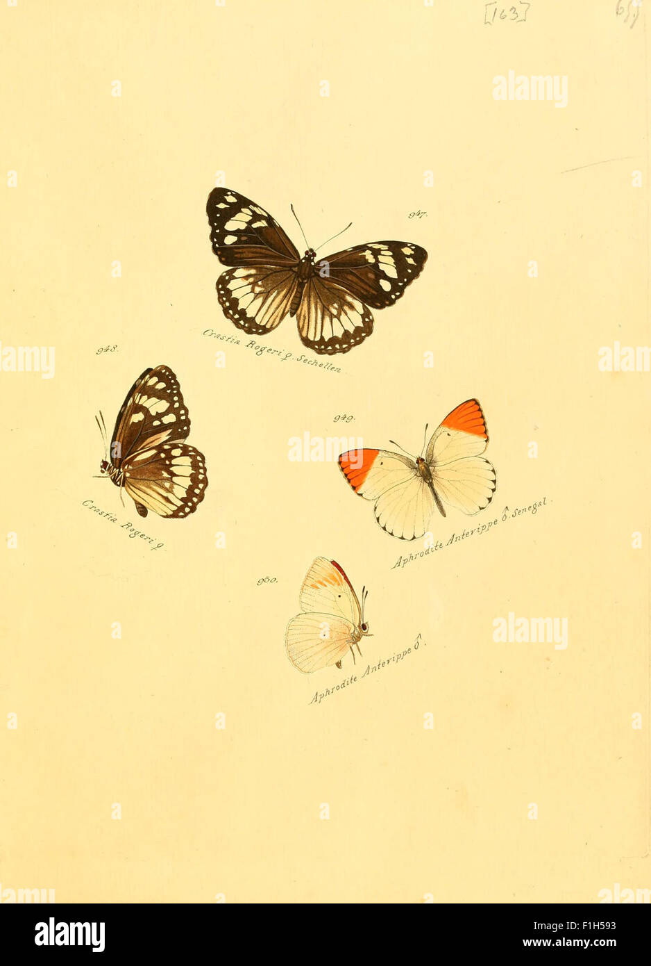 A vintage work documenting exotic butterflies and moths, featuring ...