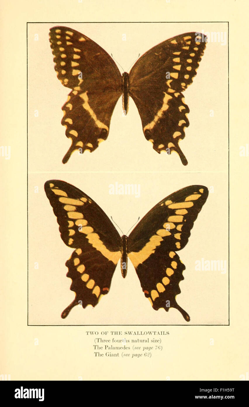 'Butterflies Worth Knowing' explores the diversity of butterfly species ...