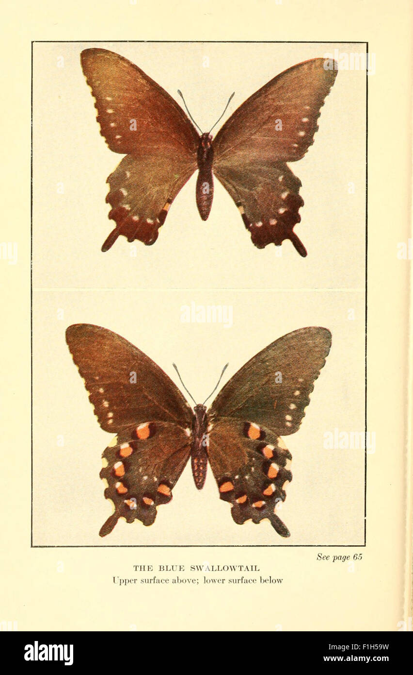 'Butterflies Worth Knowing' offers a comprehensive guide to identifying ...