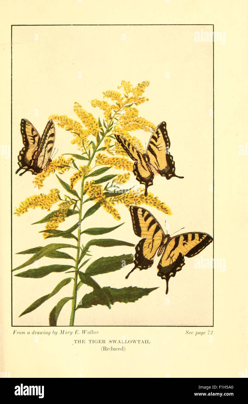 'Butterflies Worth Knowing' is a vintage guide featuring illustrations ...