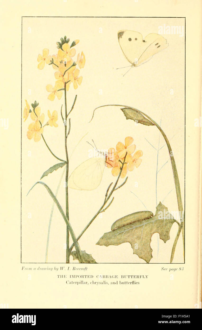 A comprehensive work detailing various butterfly species, their ...