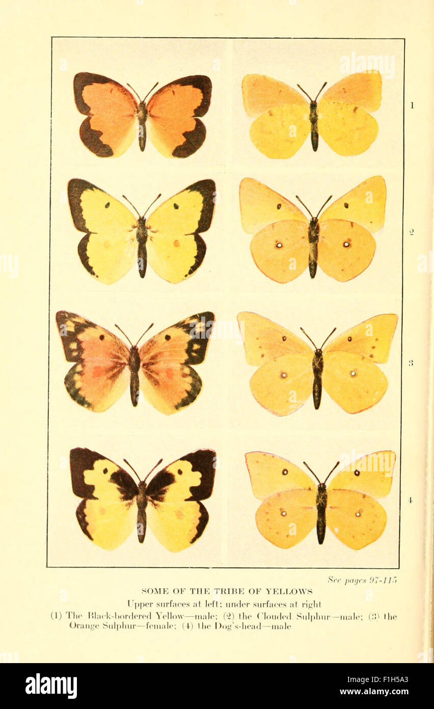 *Butterflies Worth Knowing* is a reference book that explores various ...