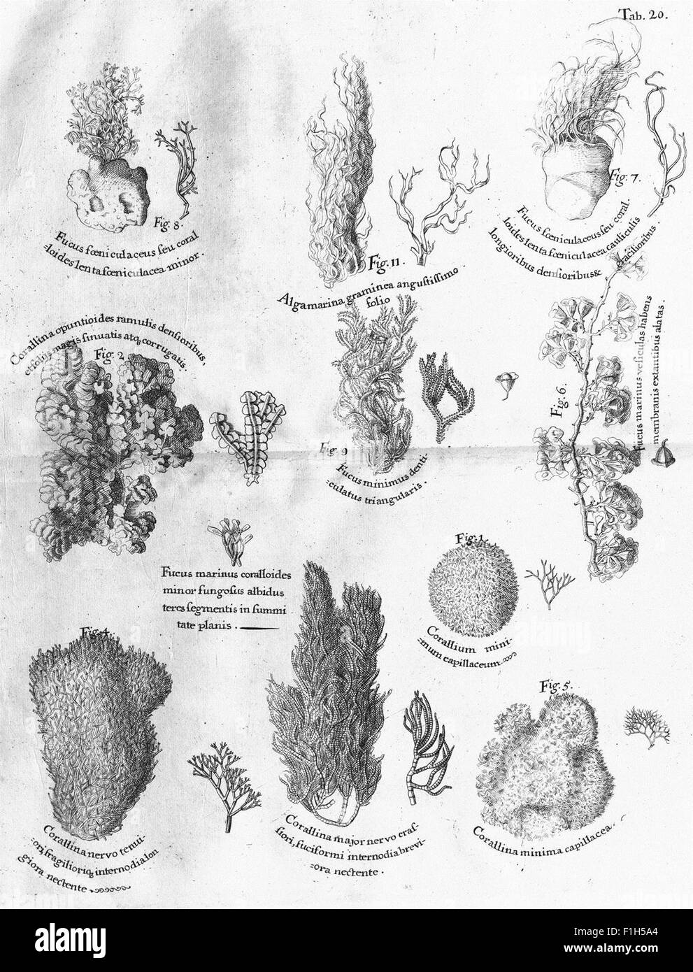 This 1707 account of a voyage to the Caribbean islands of Madeira ...