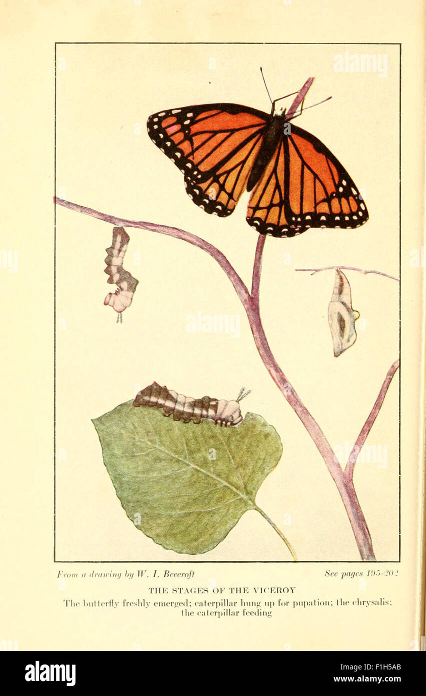 'Butterflies Worth Knowing' is a detailed study of notable butterfly ...