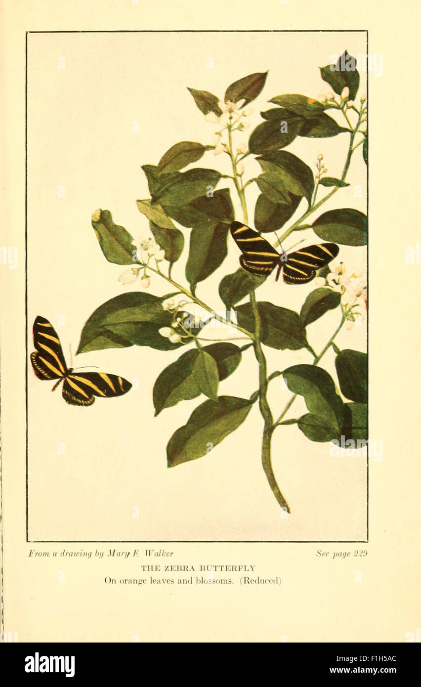 This vintage work presents a detailed guide to notable butterfly ...
