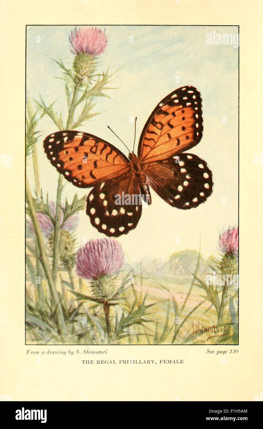 *Butterflies Worth Knowing* is a vintage book from the Smithsonian ...