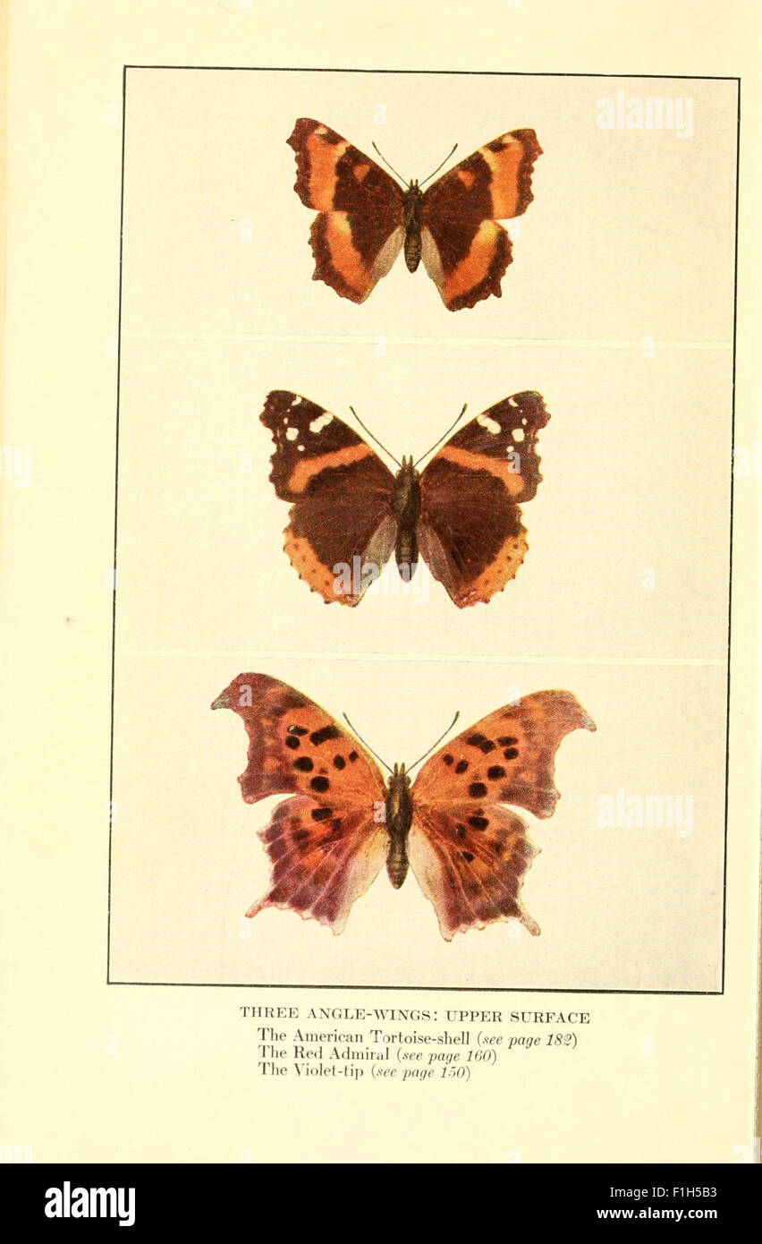 A detailed guide to notable butterfly species, focusing on their ...