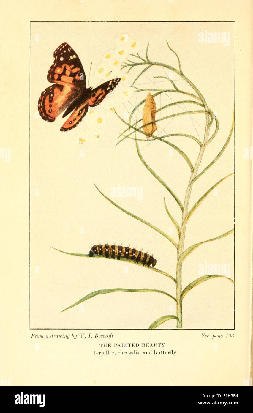 This vintage book on butterflies, held in the Smithsonian Institution ...
