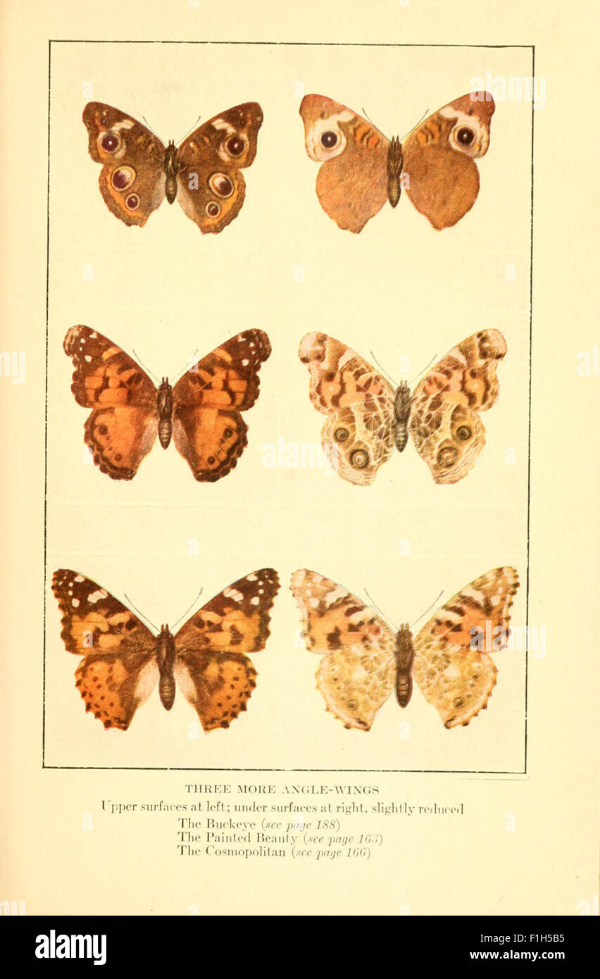 'Butterflies Worth Knowing' is a vintage work focused on the ...