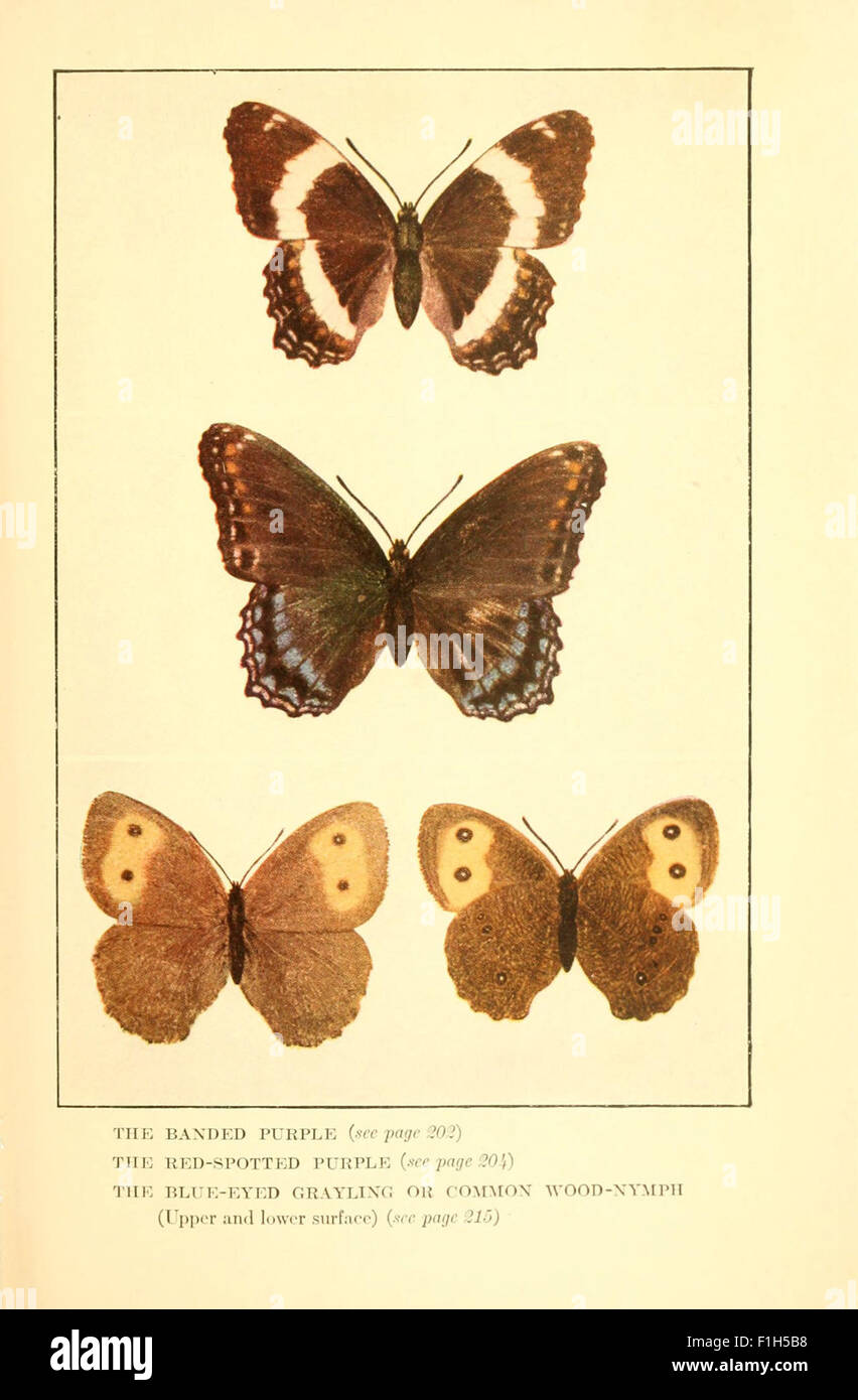 This work presents an overview of various butterfly species, offering ...