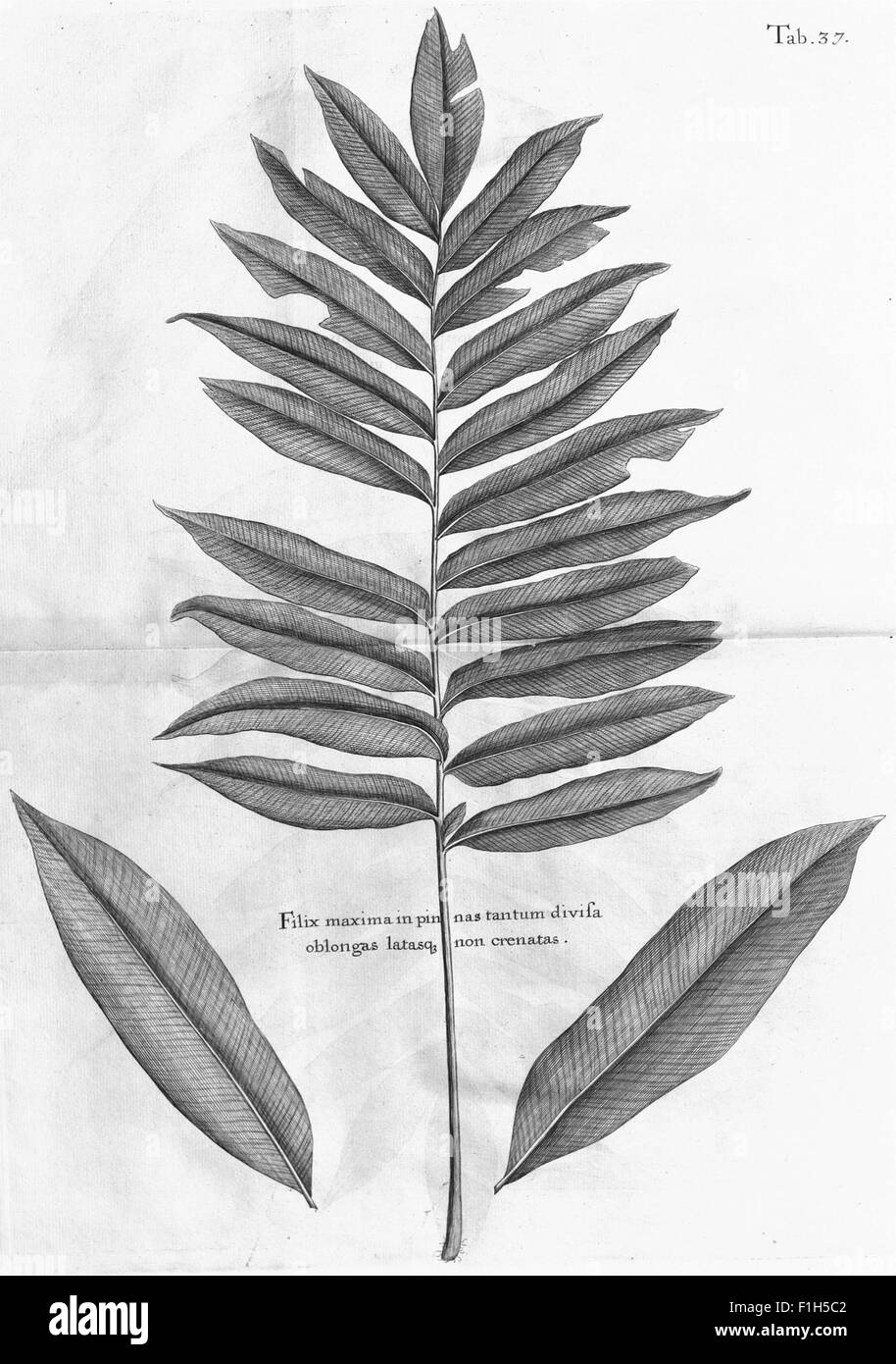 *A Voyage to the Islands Madera, Barbados, Nieves, St. Christophers and ...