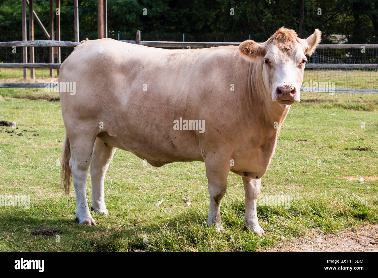 Dairy cow side view hi-res stock photography and images - Alamy