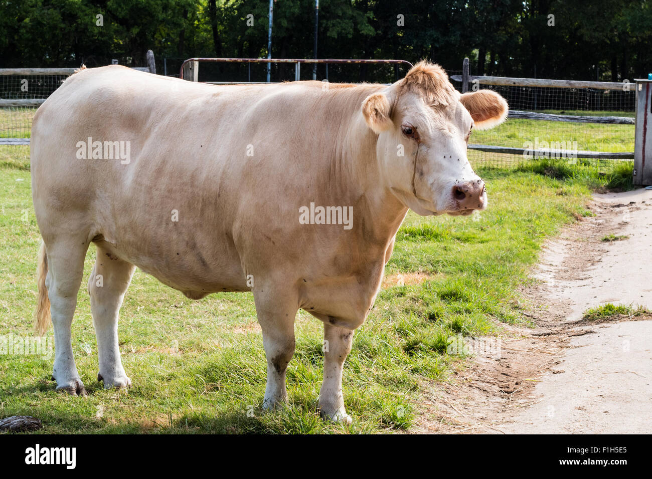 Domestic cattle hereford cow hi-res stock photography and images - Alamy