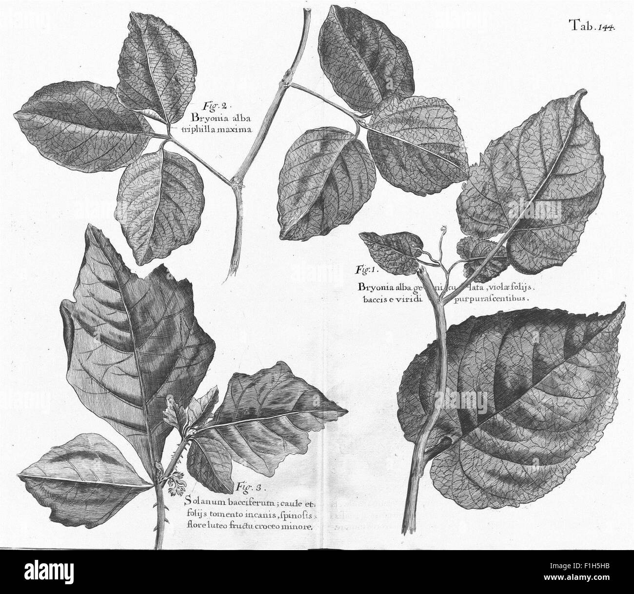 This early 18th-century travel account explores the Caribbean islands ...