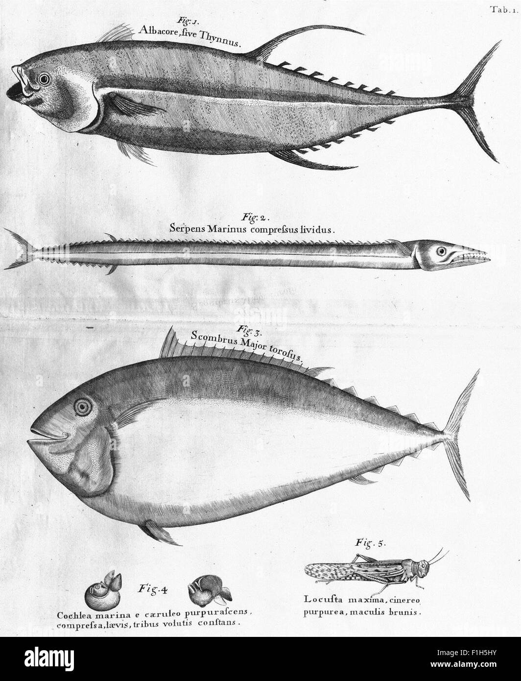 A 1707 travelogue describing a voyage to the Caribbean islands of ...