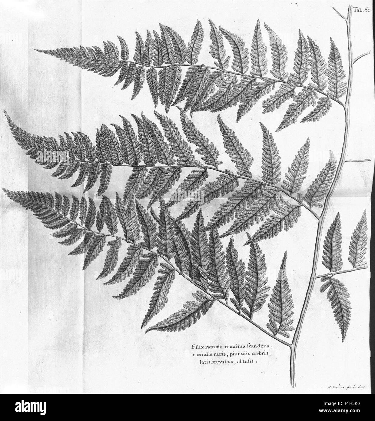 This 1707 account of a voyage to the Caribbean islands of Madeira ...