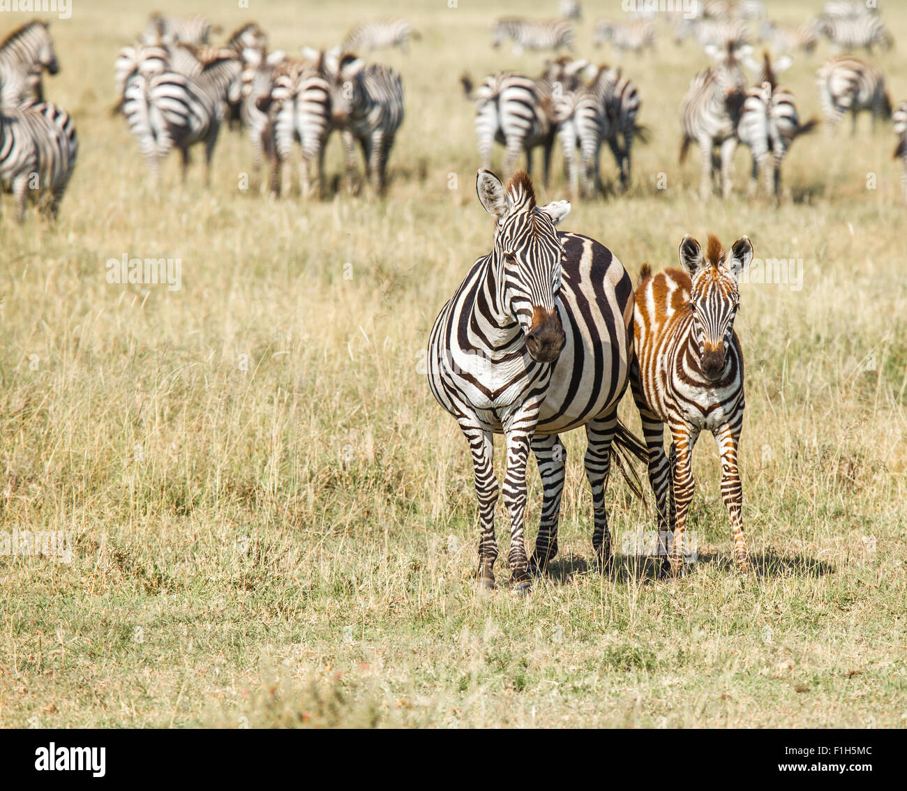 The migration of wild animals Stock Photo - Alamy