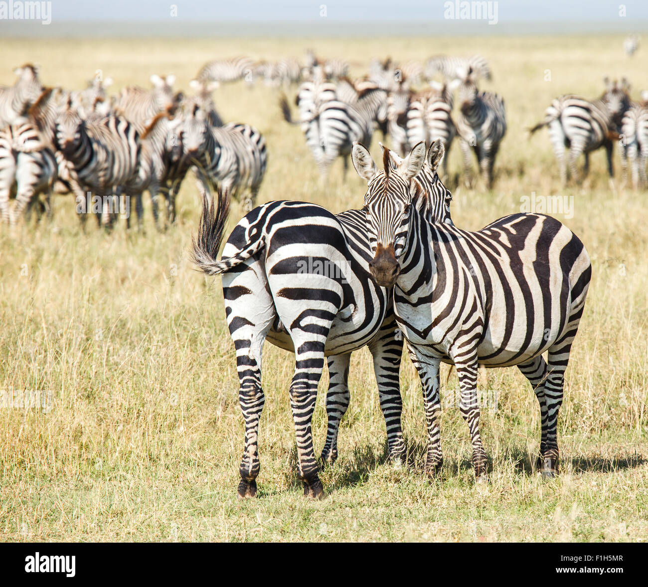The migration of wild animals Stock Photo - Alamy