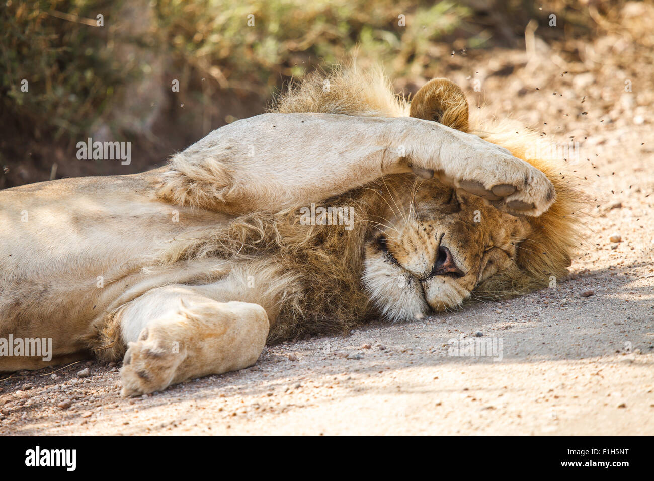 the Lion were plagued with bugs Stock Photo - Alamy