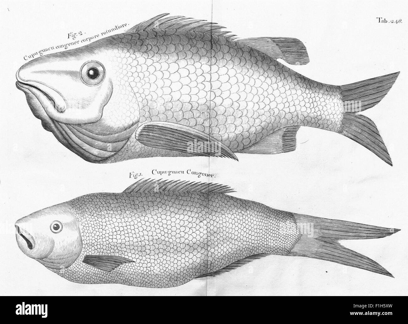 This 1707 travelogue details a voyage to several islands in the ...