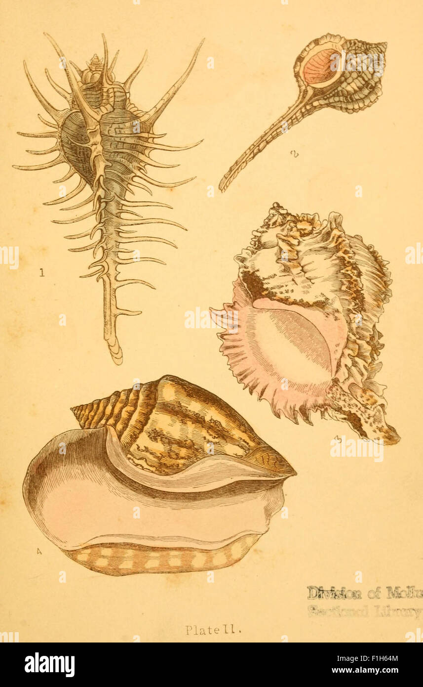 This plate from the series Beautiful Shells illustrates various mollusk ...