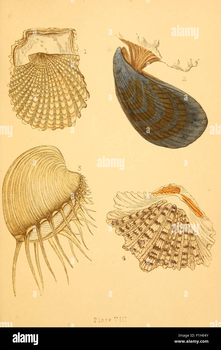 Beautiful shells (Plate VIII Stock Photo - Alamy