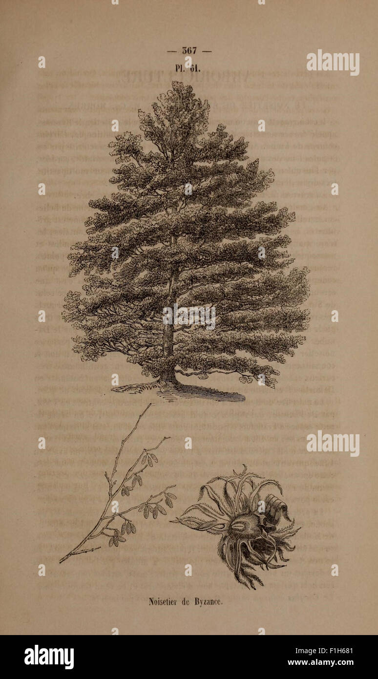 A vintage illustration from the botanical history of Belgium, focusing ...